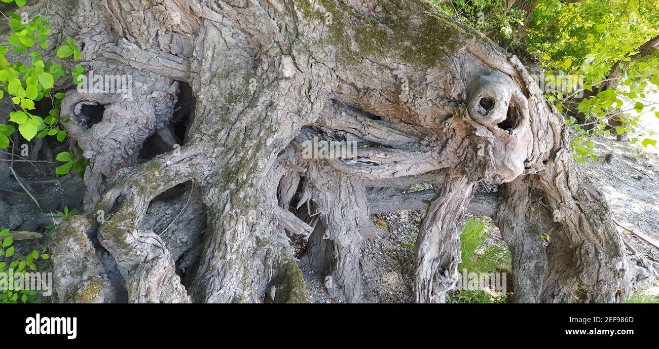 Haunted creepy tree as an old growth plant shaped as a monster skull as ...