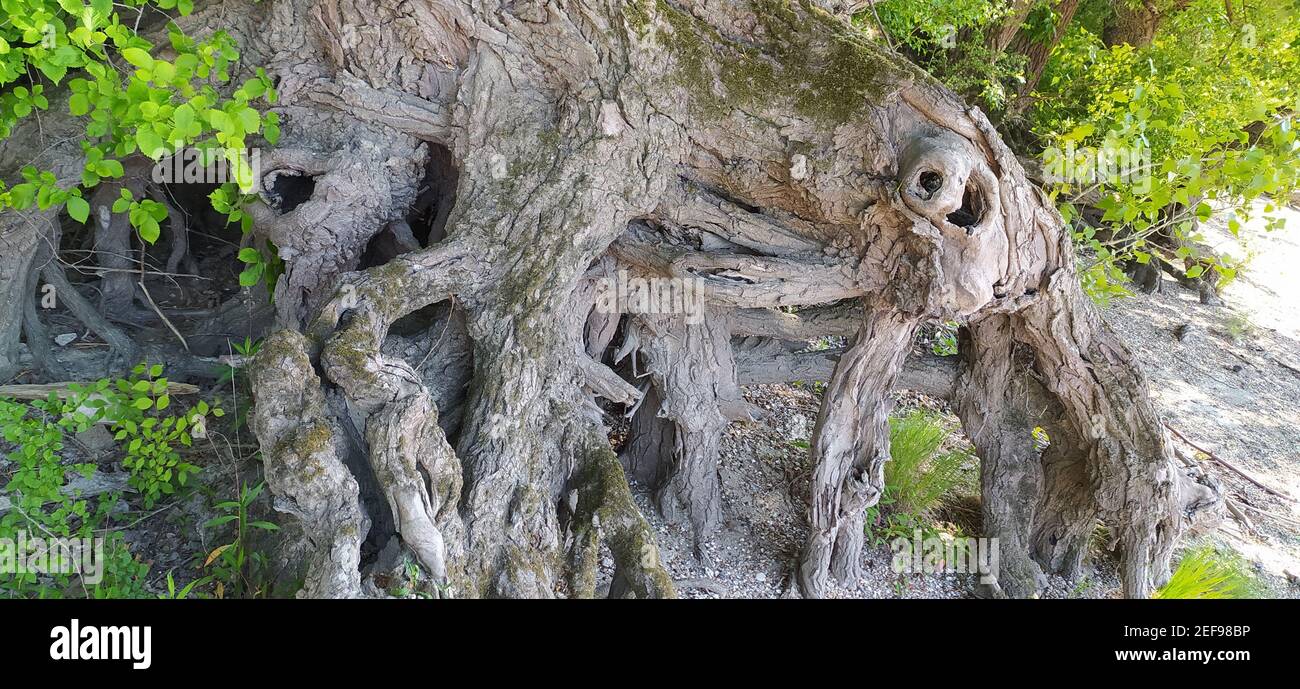 Haunted creepy tree as an old growth plant shaped as a monster skull as ...
