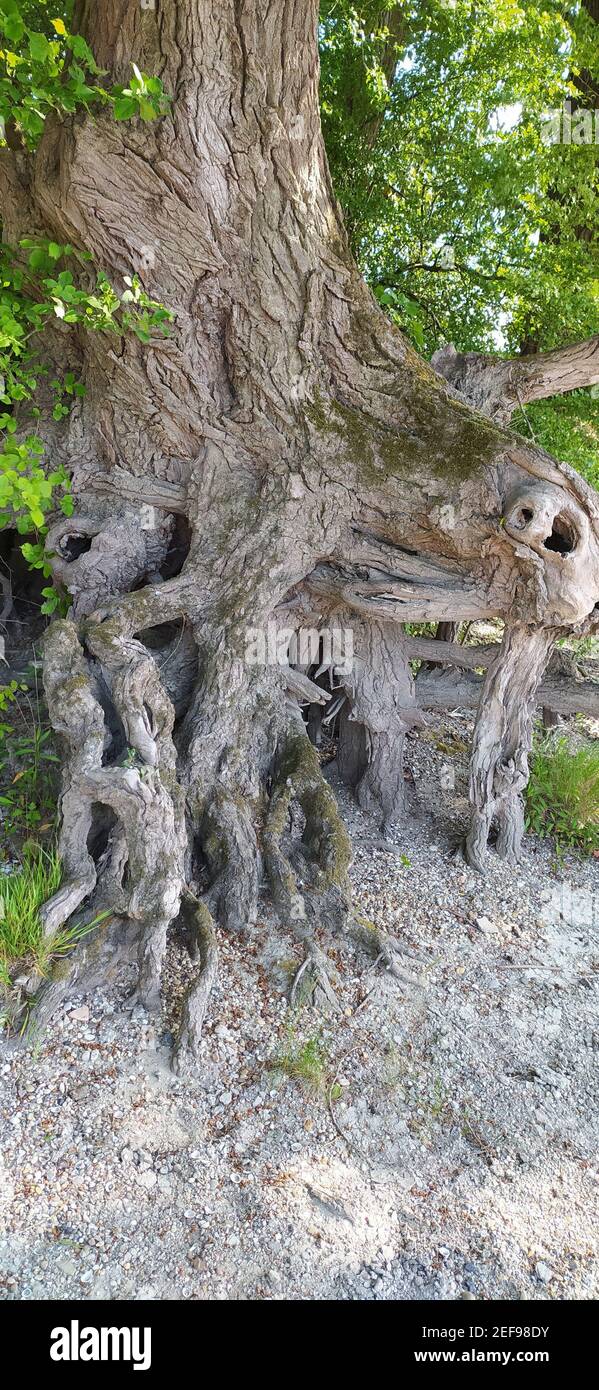 Haunted creepy tree as an old growth plant shaped as a monster skull as ...
