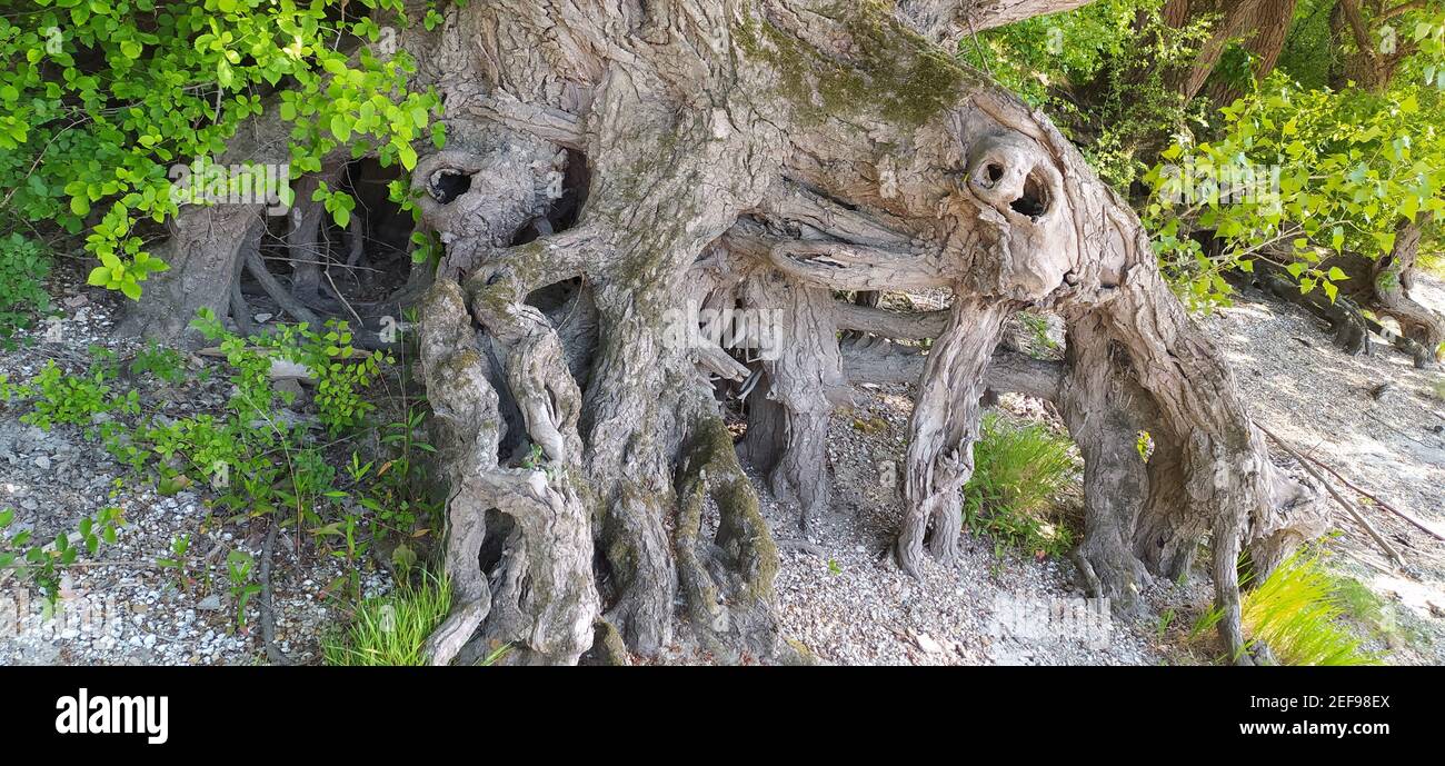 Haunted creepy tree as an old growth plant shaped as a monster skull as ...