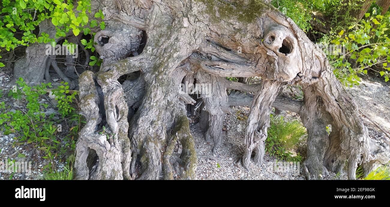 Haunted creepy tree as an old growth plant shaped as a monster skull as ...