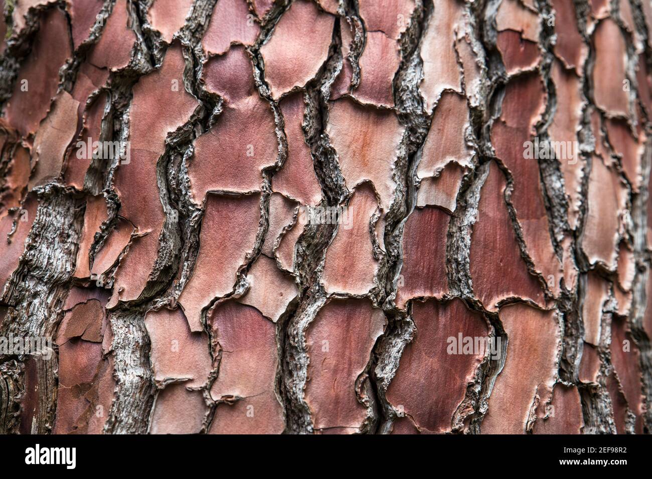 The beautiful tree trunk in Turkey forest Stock Photo - Alamy