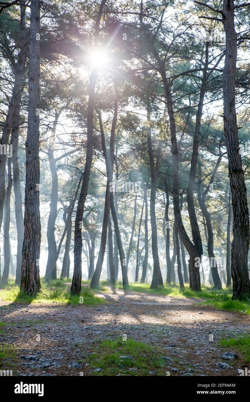 Forest with nice sun and real lens flare Stock Photo - Alamy