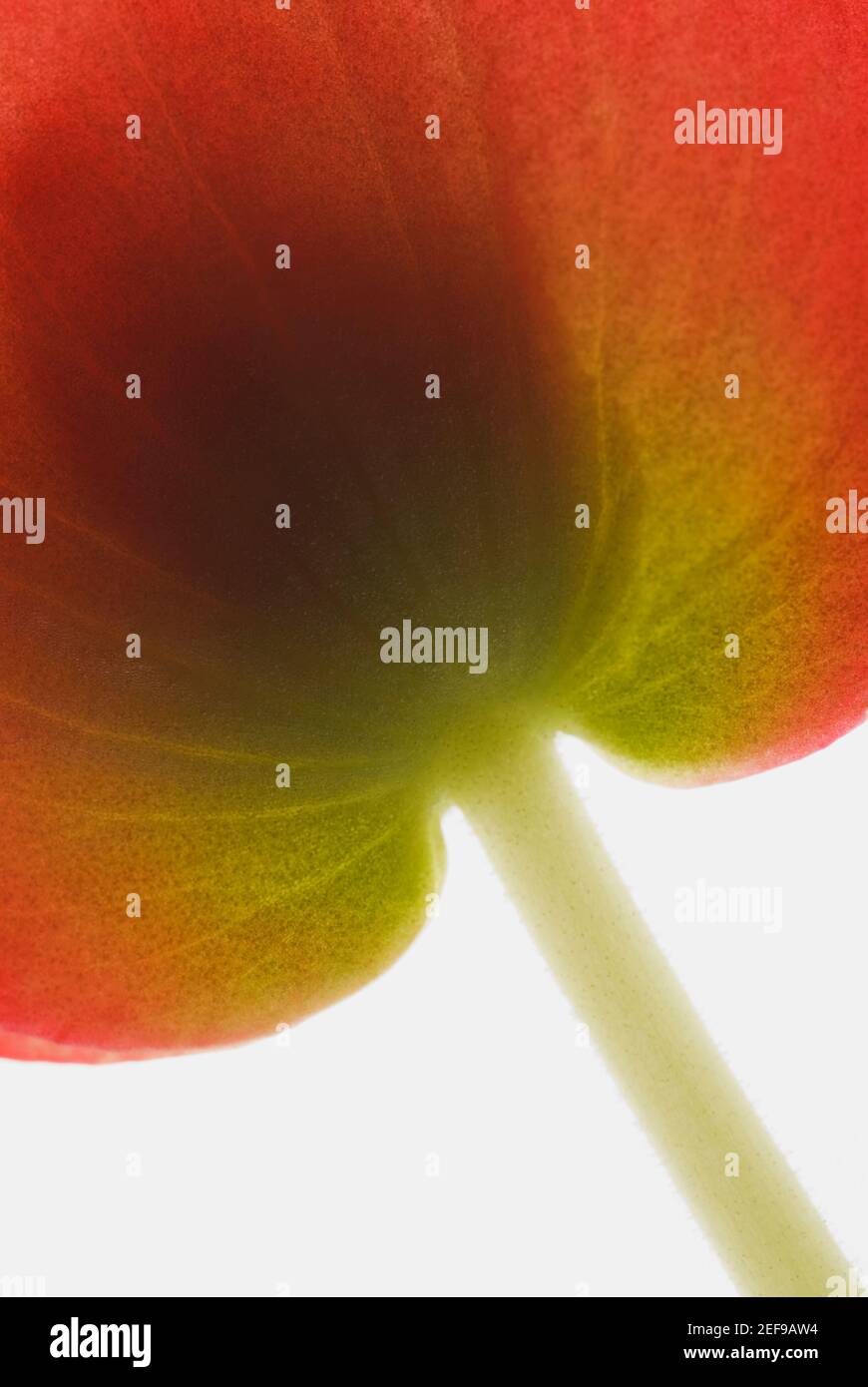 Close up of a leaf Stock Photo - Alamy