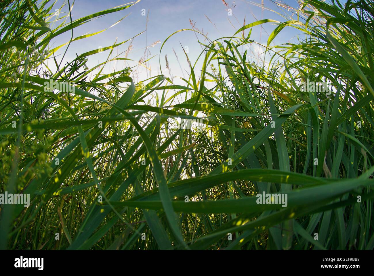Sugar cane crop in a field Stock Photo - Alamy