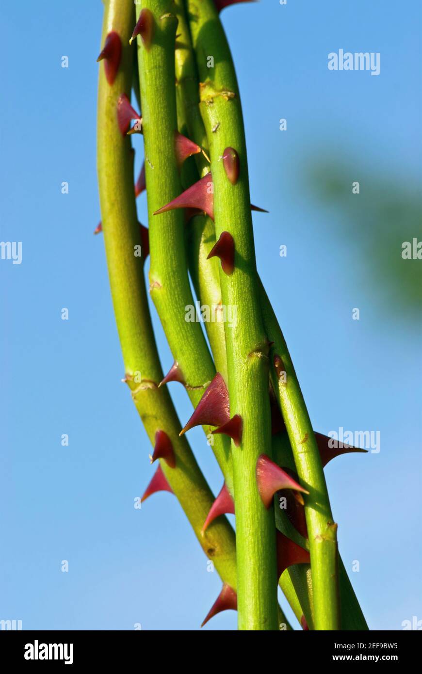 Rose stems with thorns hi-res stock photography and images - Alamy