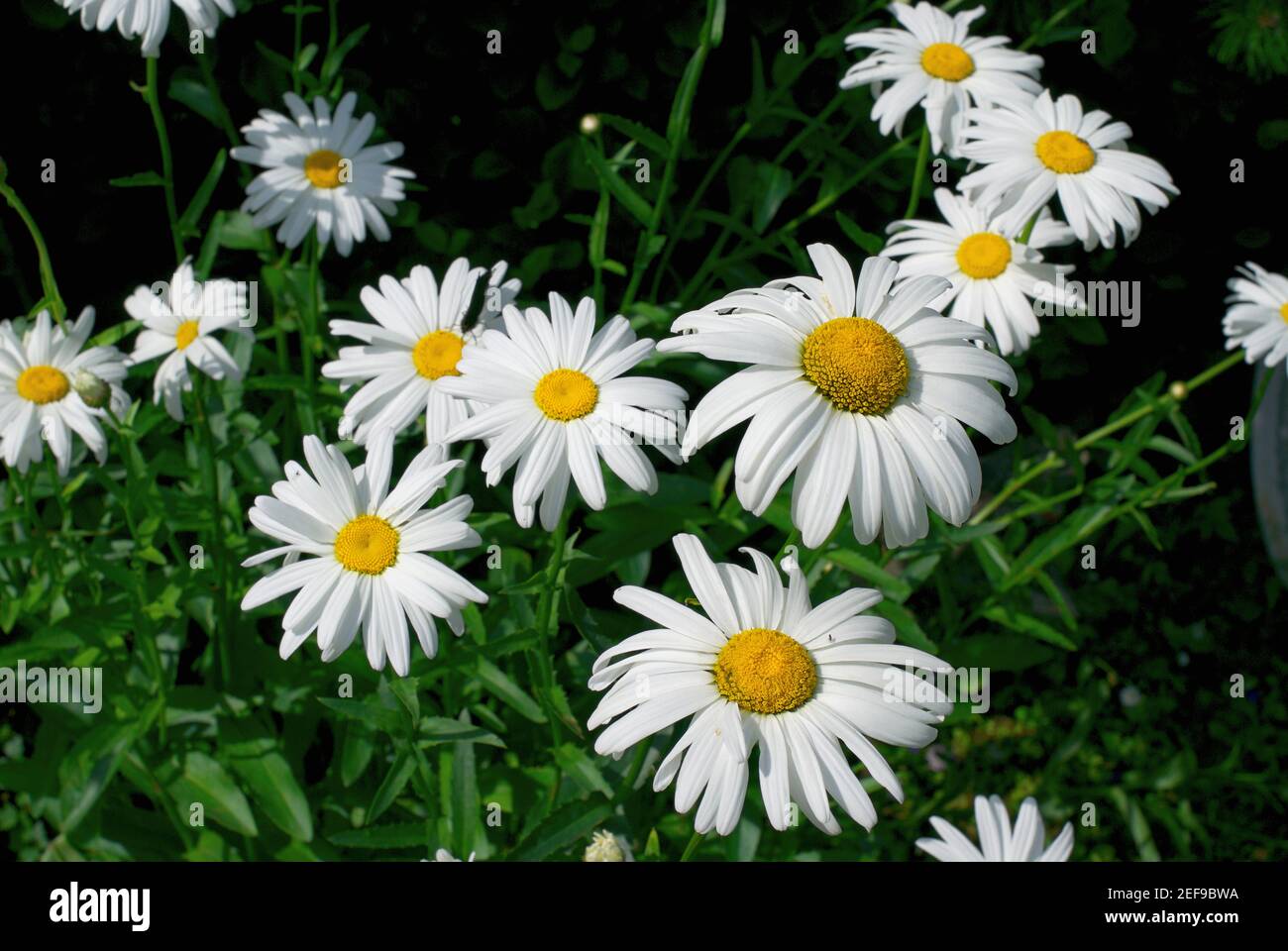 Selective daisy in field hi-res stock photography and images - Alamy
