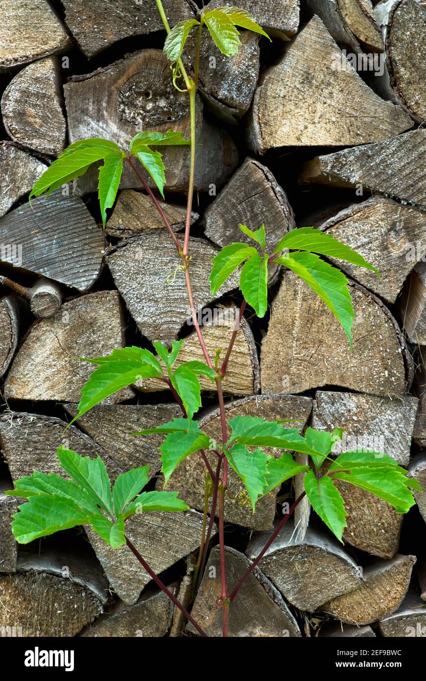 Creeper creeping plant hi-res stock photography and images - Alamy