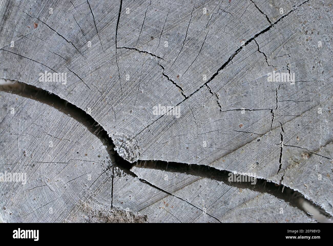 Cracked log hi-res stock photography and images - Alamy