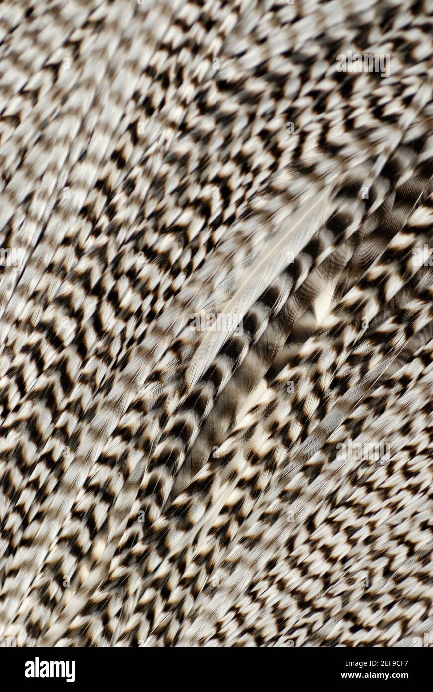 Feather backgrounds hi-res stock photography and images - Alamy