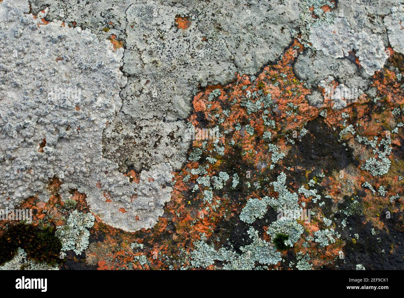 Lichen color hi-res stock photography and images - Alamy