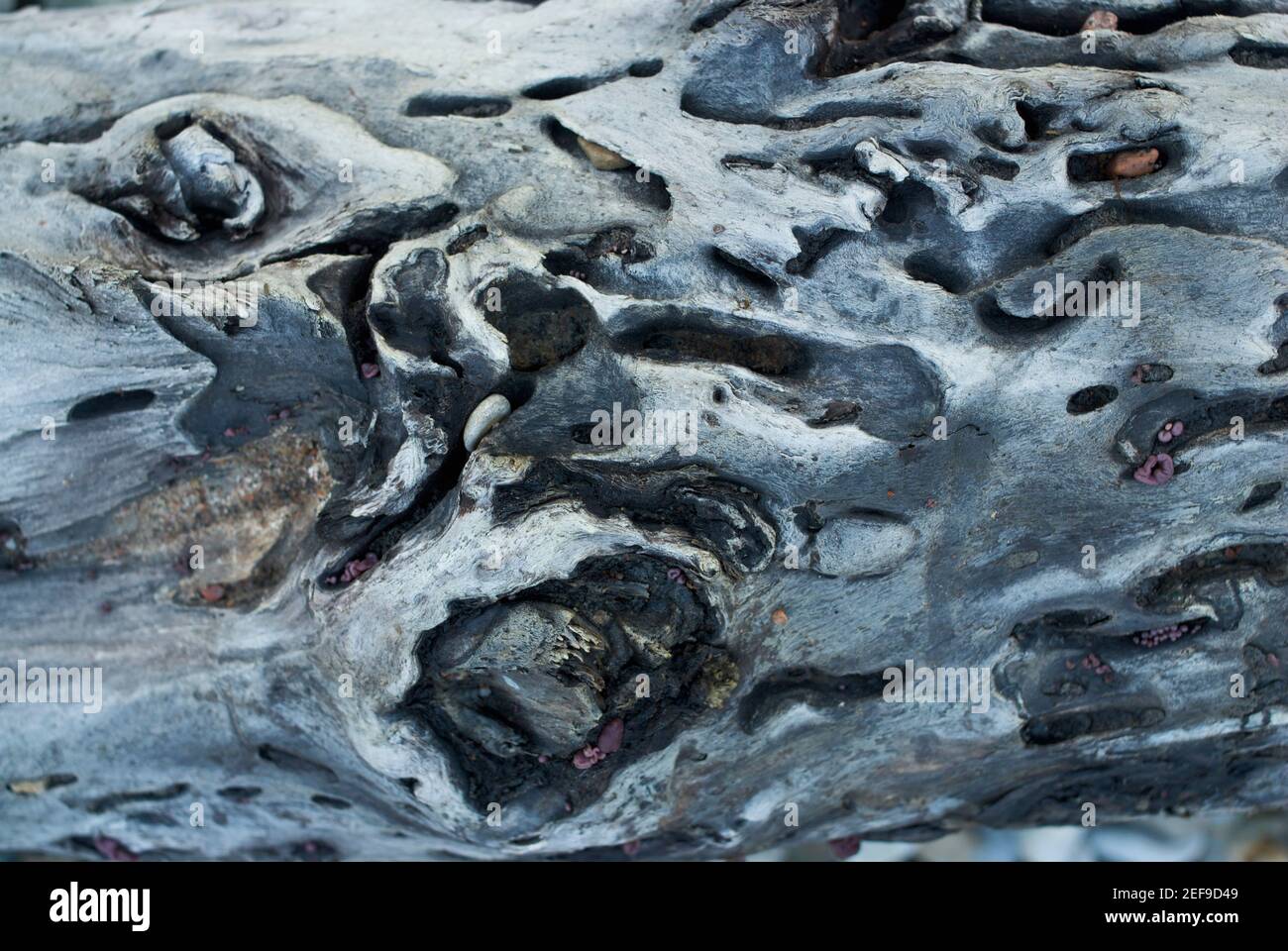 Close up of knotted tree trunk Stock Photo - Alamy