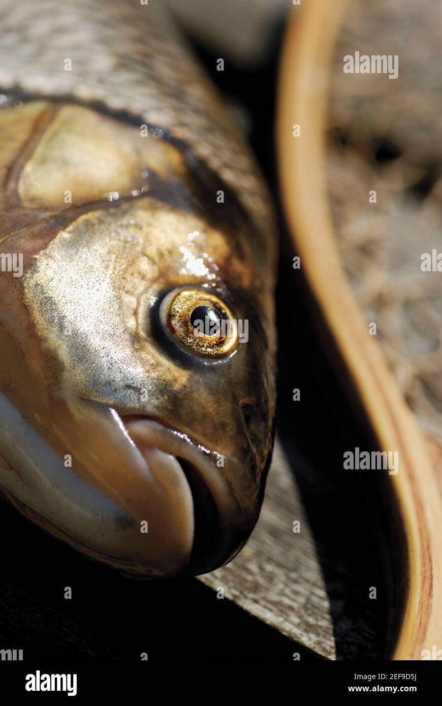 Ide fish hi-res stock photography and images - Alamy