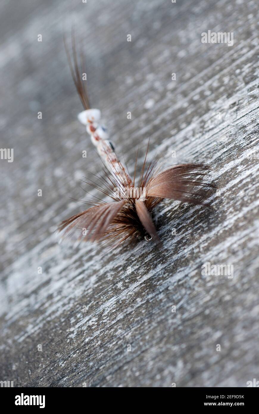 Mayfly Lure High Resolution Stock Photography and Images - Alamy