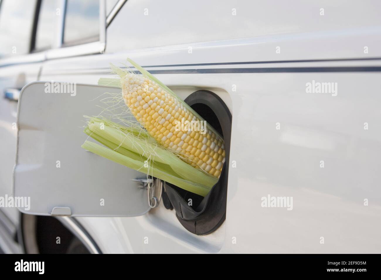 Corn cob in car gas tank filler Stock Photo - Alamy