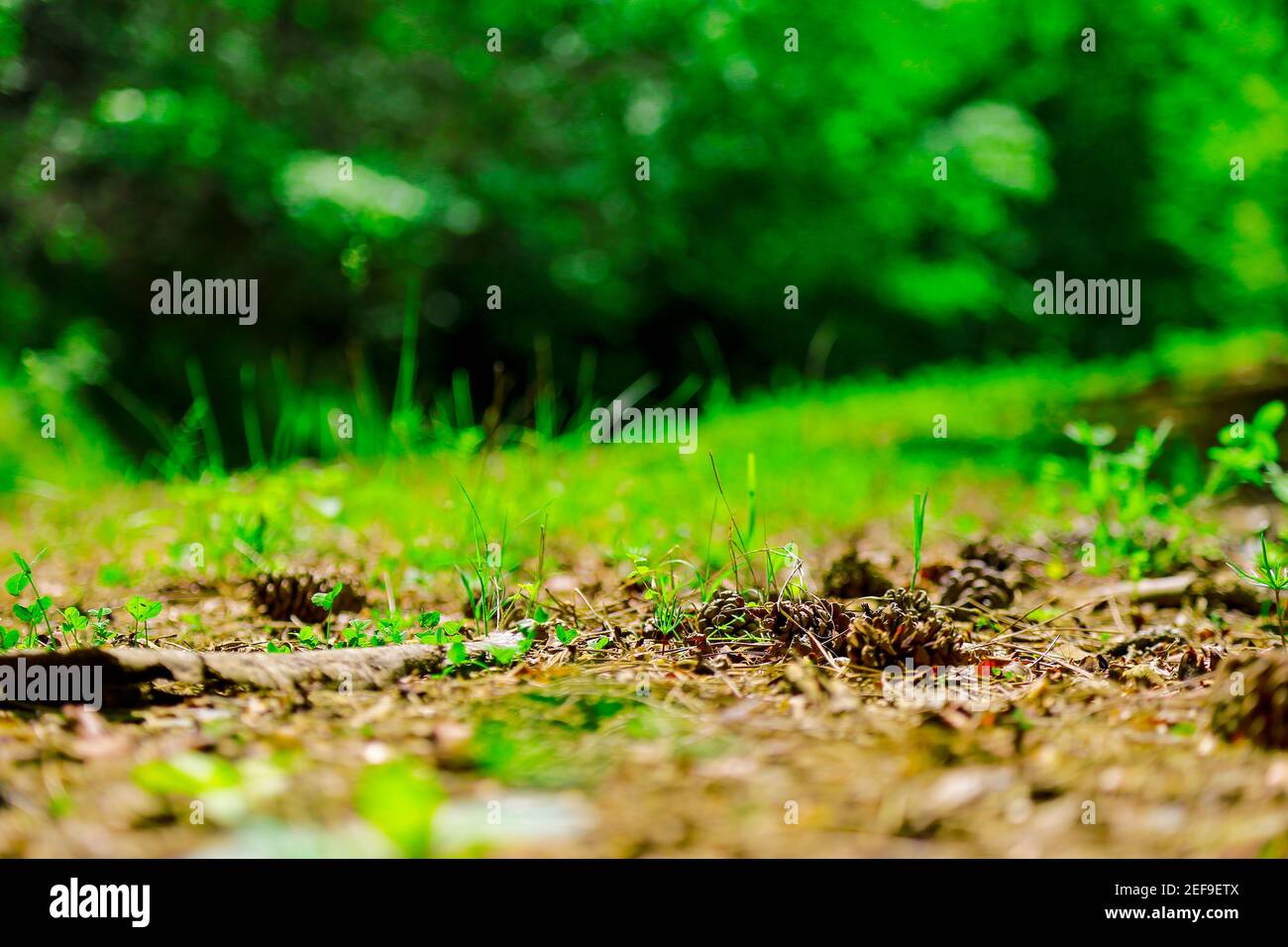 Nice turkey hi-res stock photography and images - Alamy