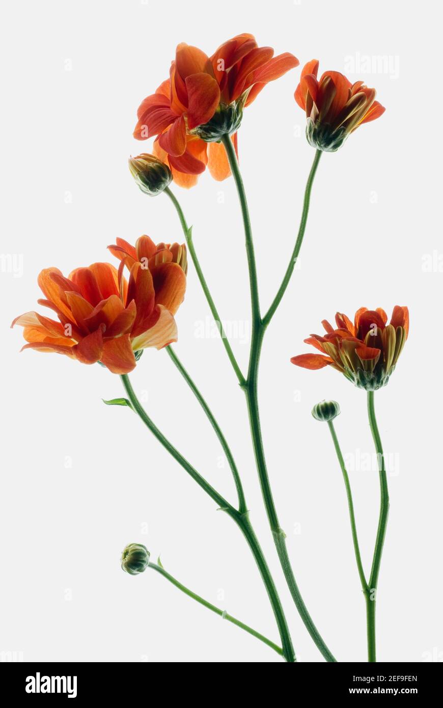 Close up of flowers on a stem Stock Photo - Alamy