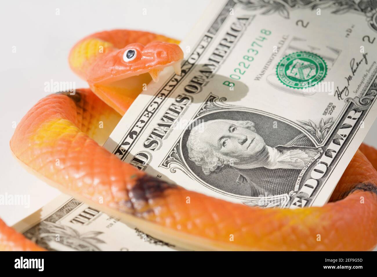 Snake wrapped around hi-res stock photography and images - Alamy