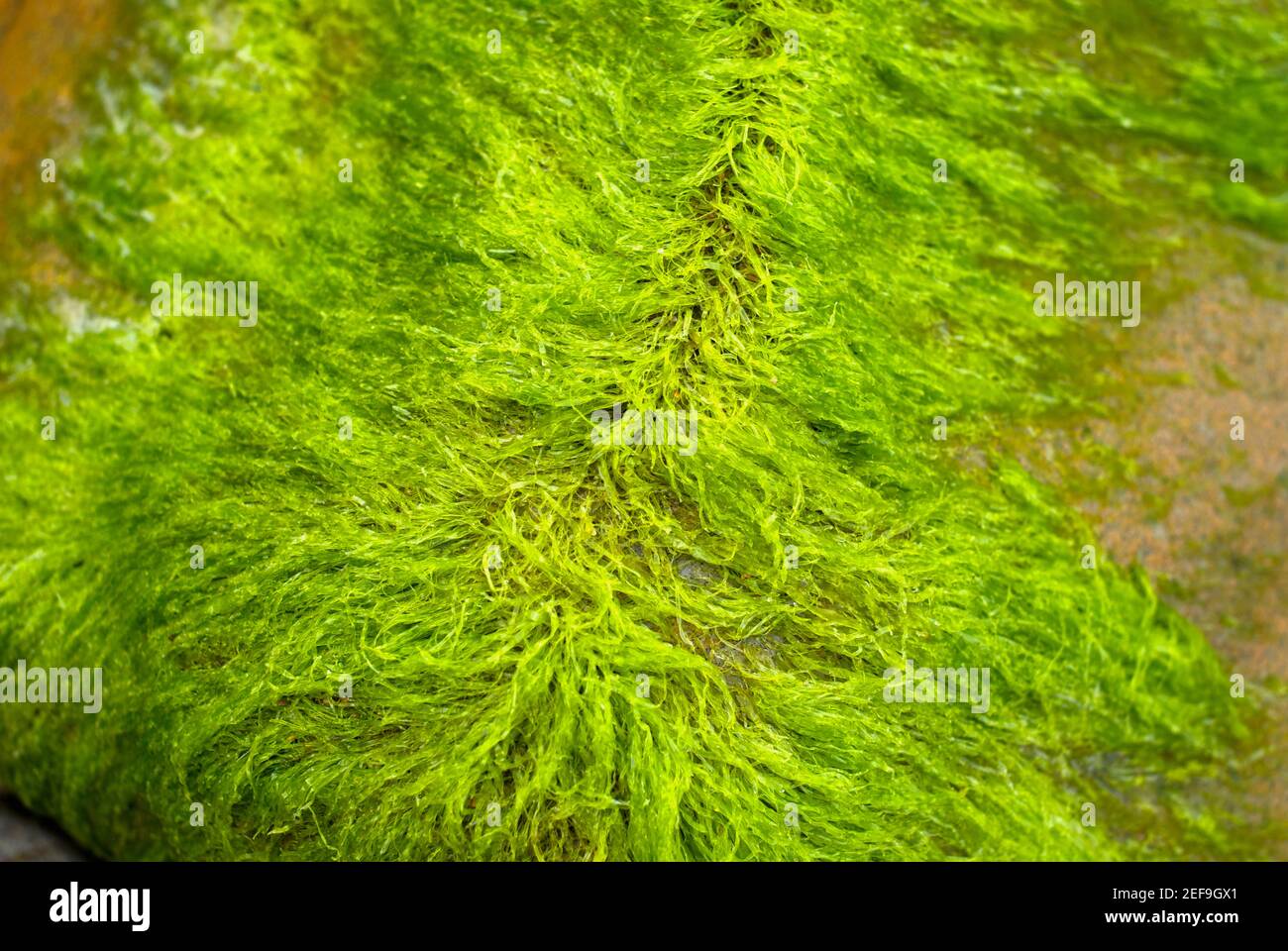 Horizontal moss hi-res stock photography and images - Alamy