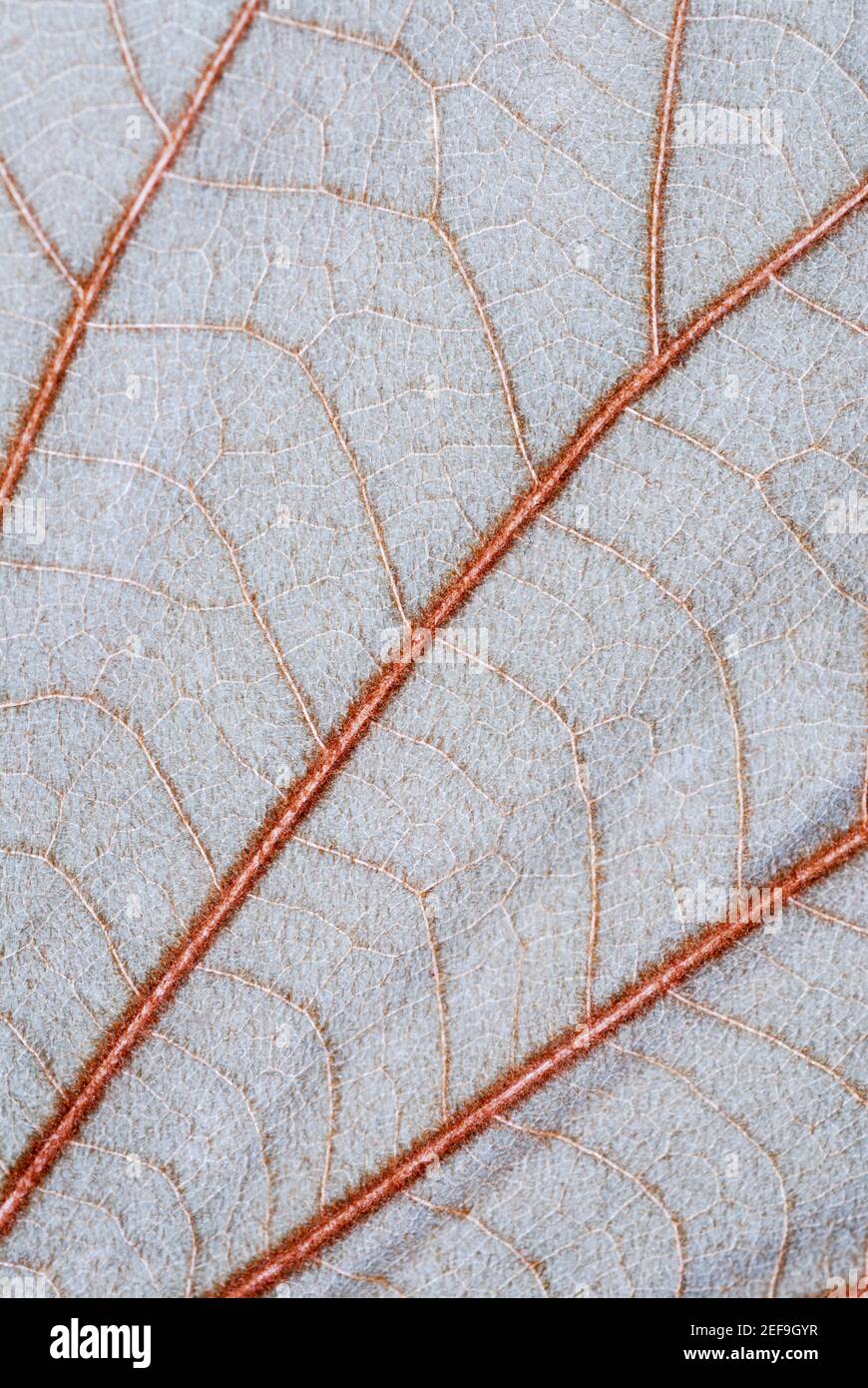 Leaf vertical image hi-res stock photography and images - Alamy