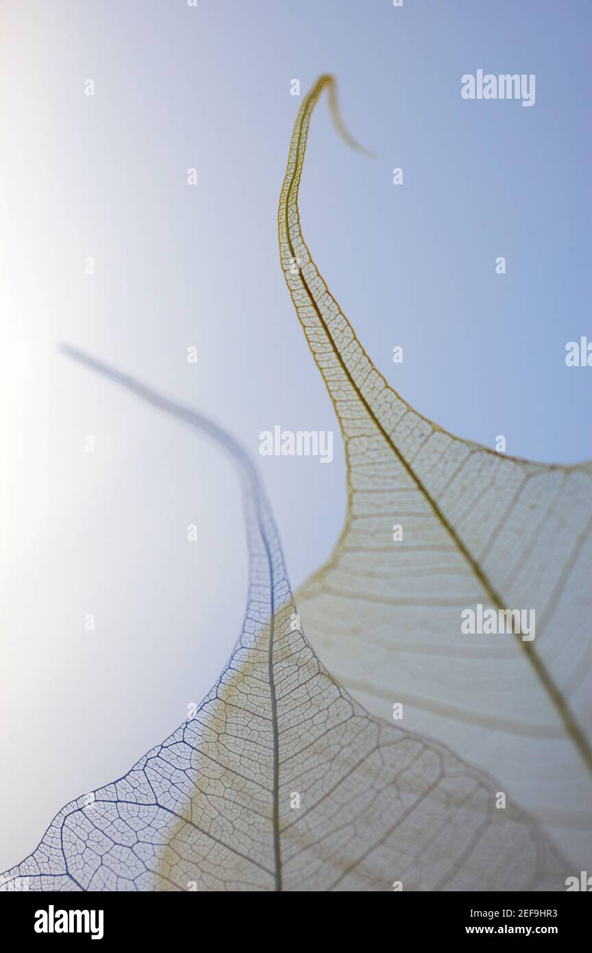 Pipal leaf image hi-res stock photography and images - Alamy