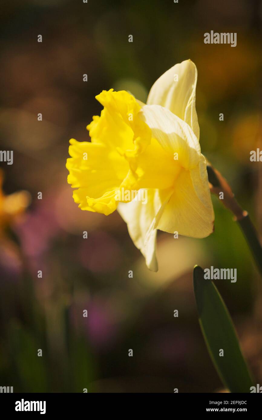 Daffodil day hi-res stock photography and images - Alamy