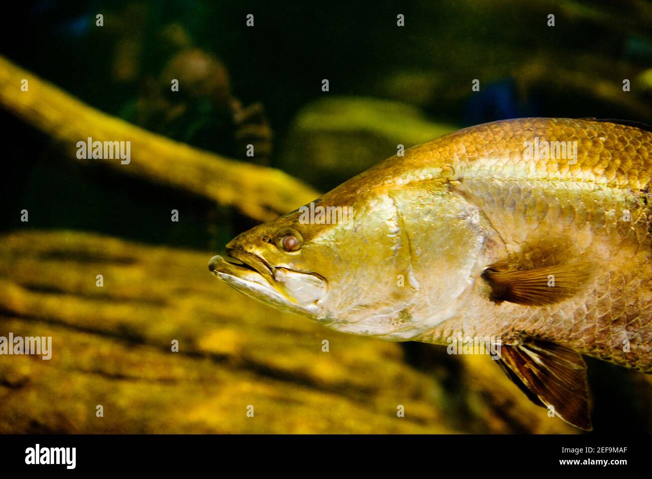 Close-up of a fish underwater Stock Photo - Alamy