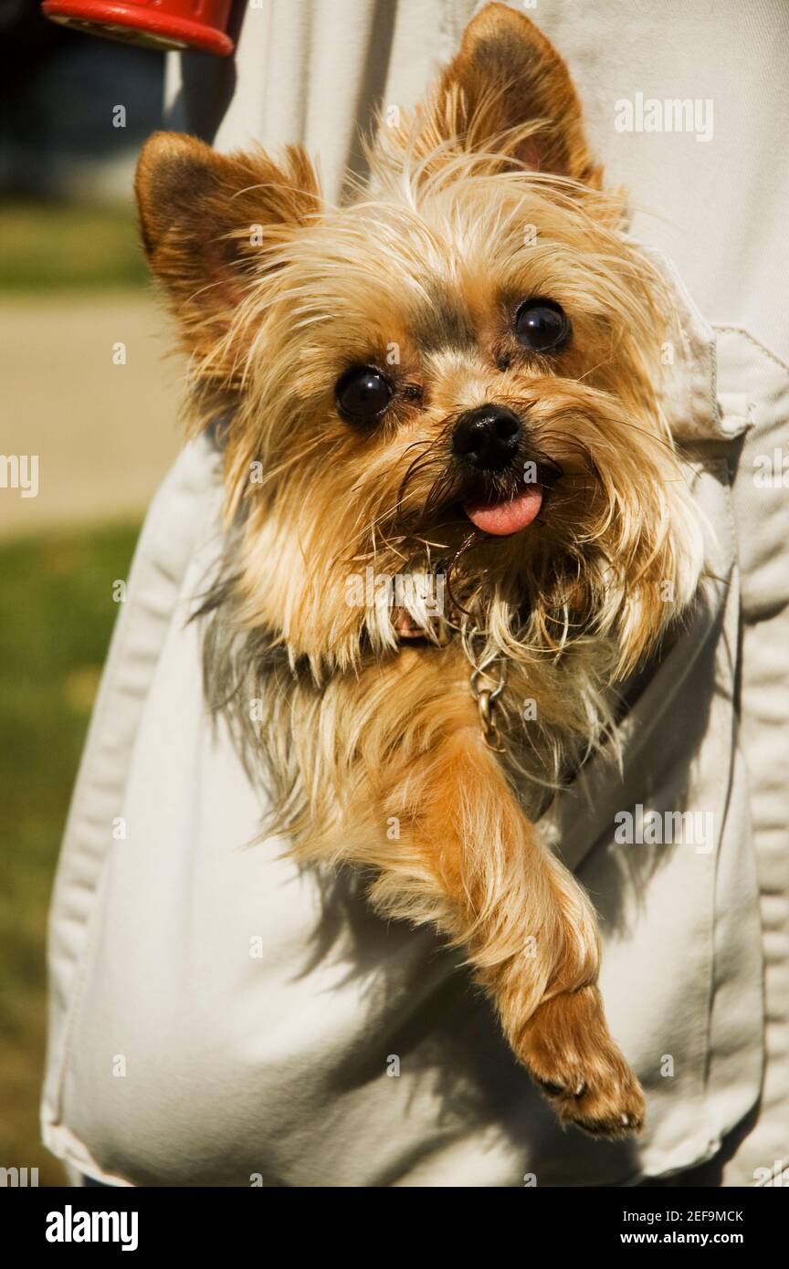 Puppy in my pocket hi-res stock photography and images - Alamy