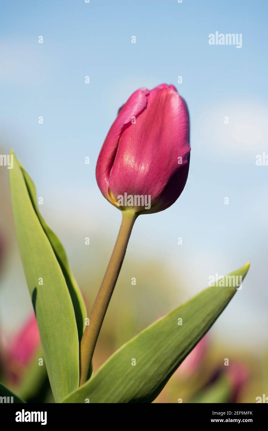 Selective color flower image hi-res stock photography and images - Alamy