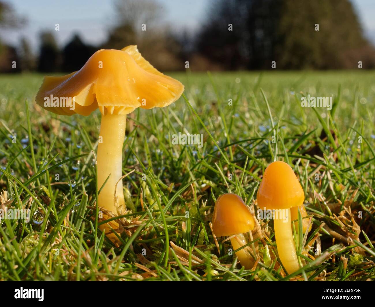 Parrot wax cap fungi hi-res stock photography and images - Alamy