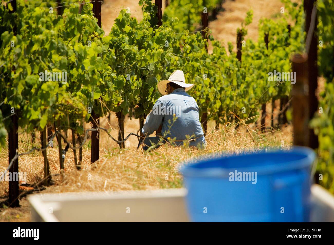 Farmer in a vineyard Stock Photo - Alamy