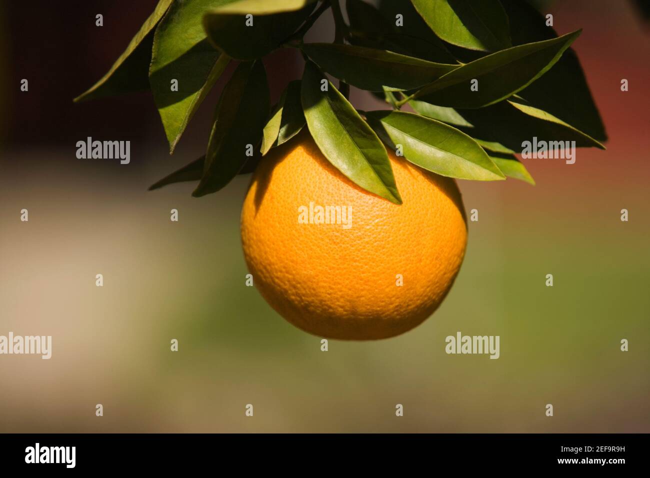 Close-up of an orange on the branch of an orange tree Stock Photo - Alamy