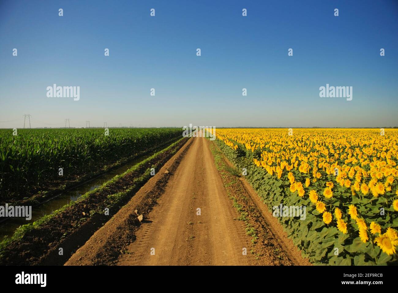 Dirt road running through a field Stock Photo - Alamy