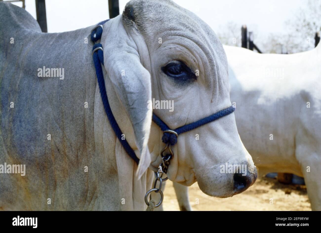 Side profile of a bull Stock Photo - Alamy