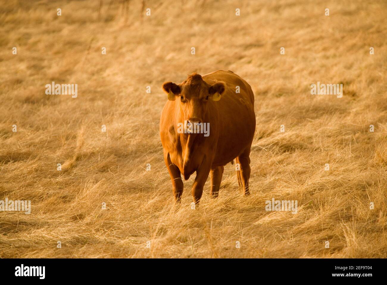 High angle view cow hi-res stock photography and images - Alamy