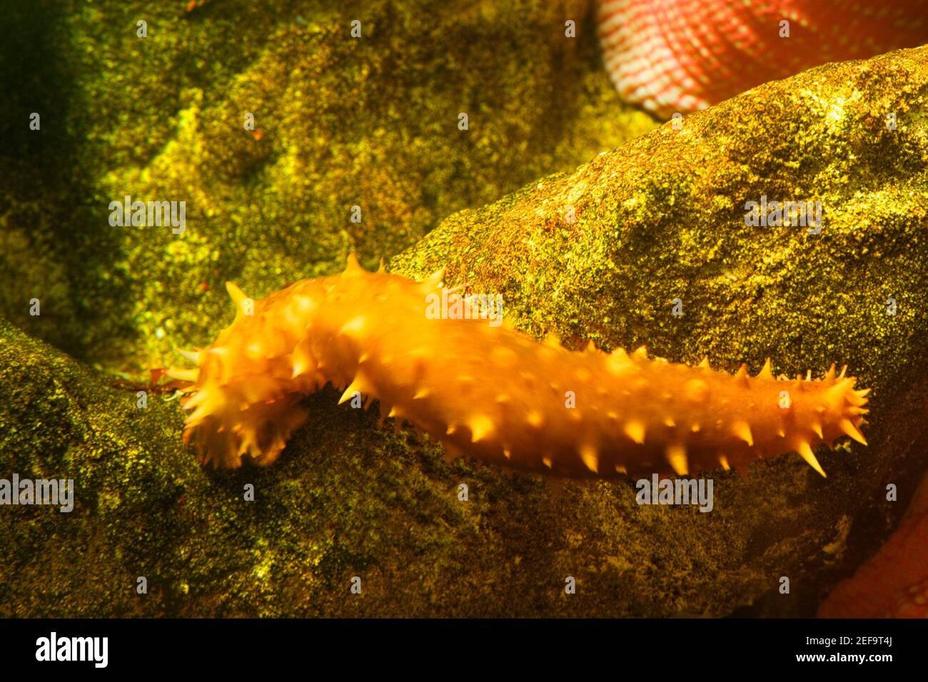 Close-up of a sea creature underwater Stock Photo - Alamy
