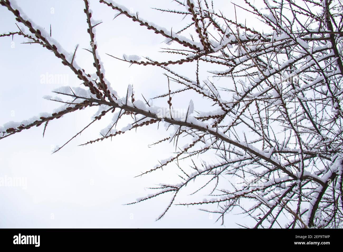 Branches of trees with thorns and in the snow against white background ...