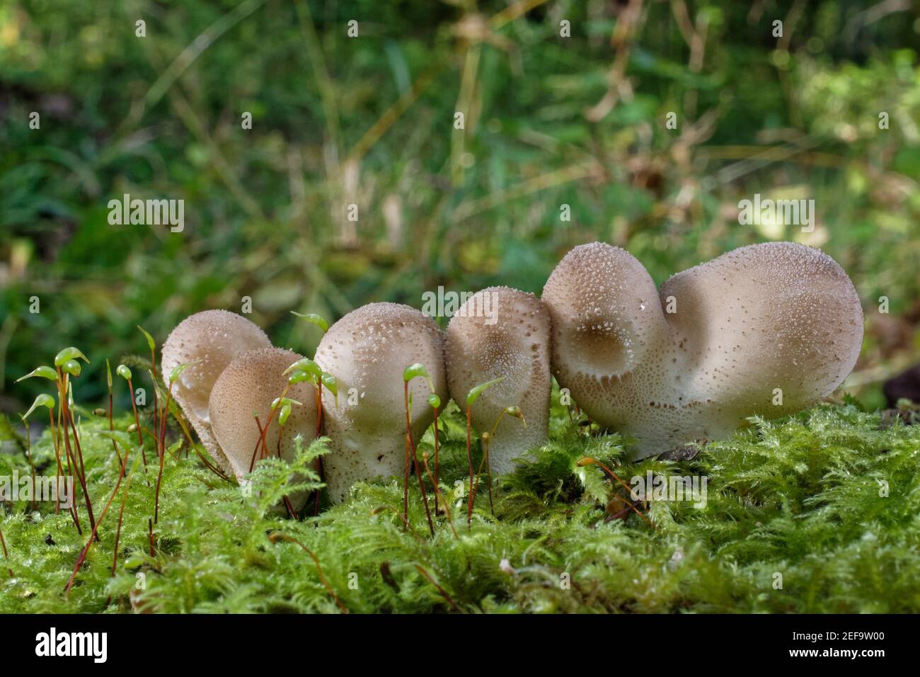 Puffball fungus fungi hi-res stock photography and images - Alamy