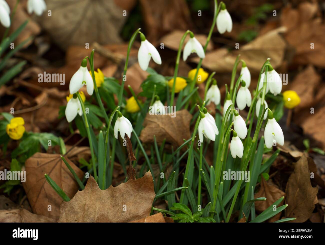 Pollinator winter uk hi-res stock photography and images - Alamy