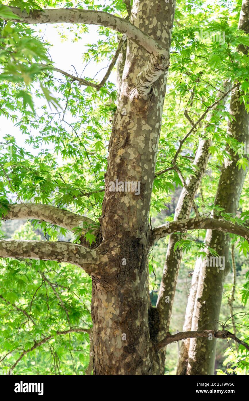 Sycamore section hi-res stock photography and images - Alamy