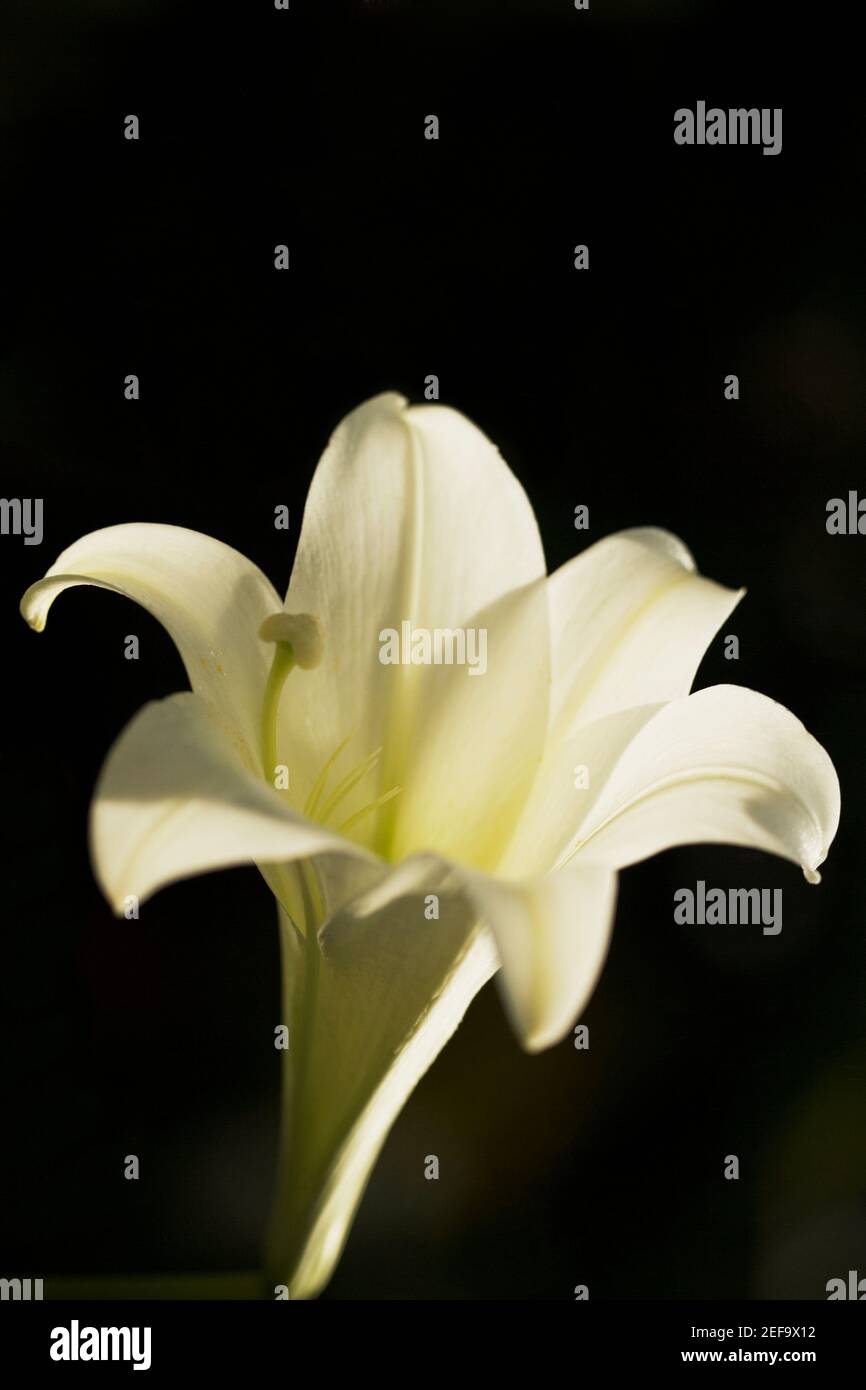 Lily close up easter hi-res stock photography and images - Alamy