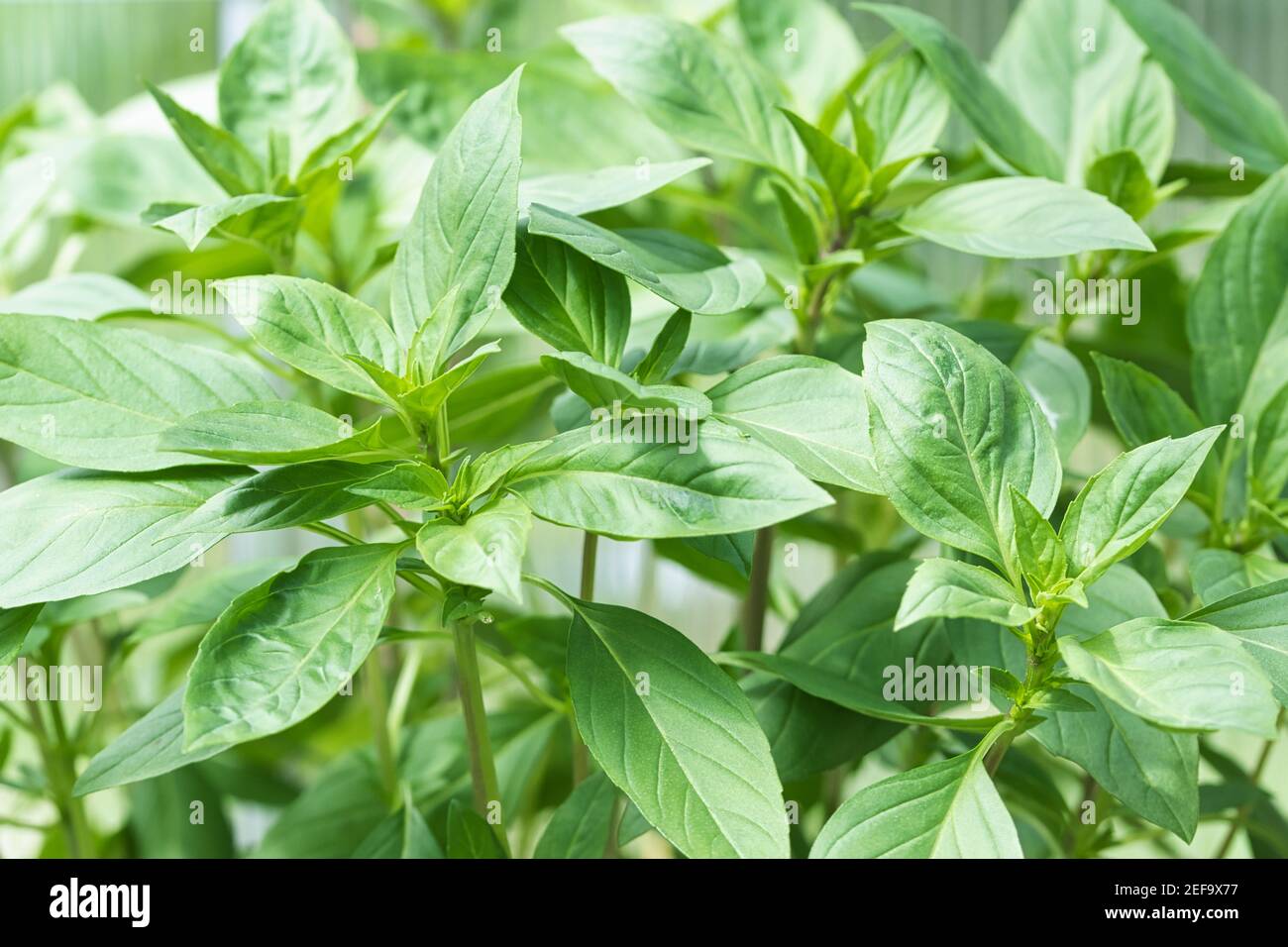 Thai basil young plant close up, fresh green leaves of an aromatic herb ...