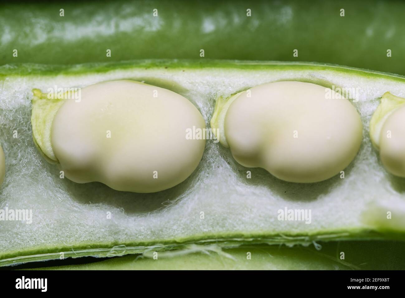 Broad bean pod hi-res stock photography and images - Alamy