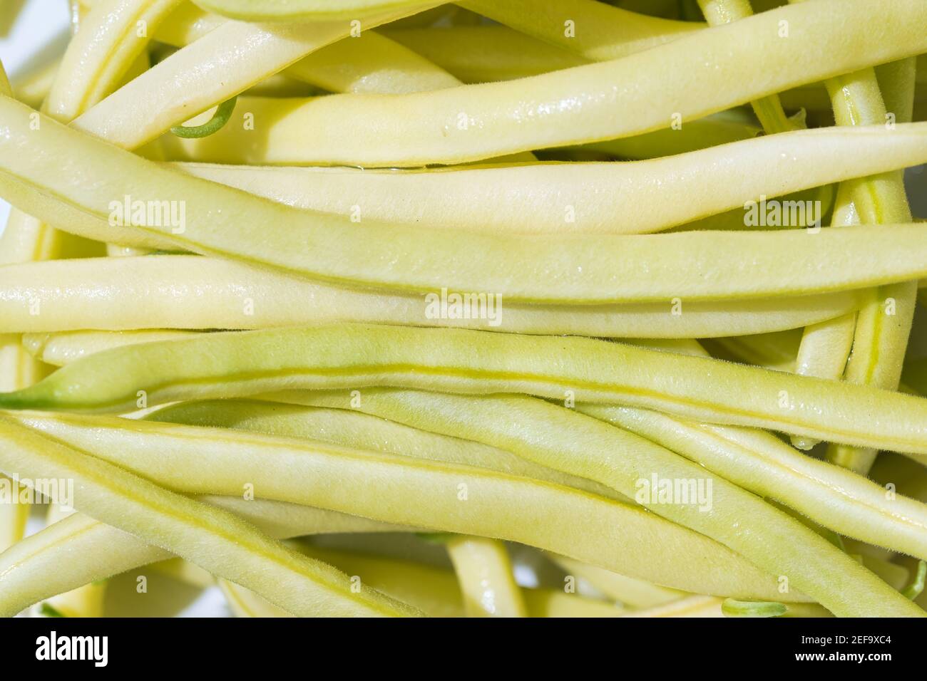 Yellow raw wax beans texture close up, a pile of freshly harvested ripe ...