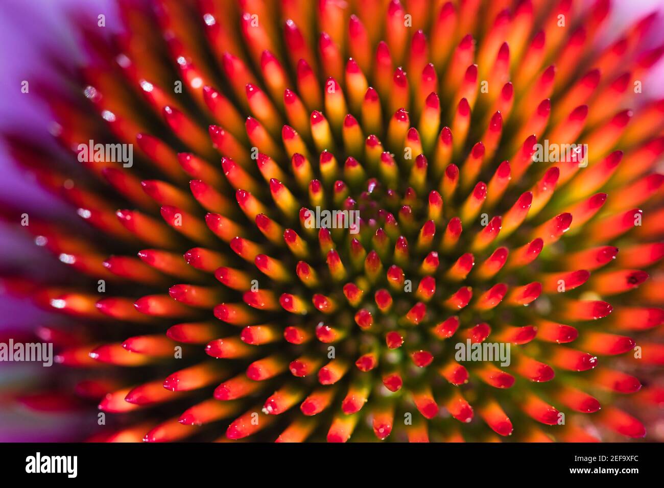Spiny center cone hi-res stock photography and images - Alamy