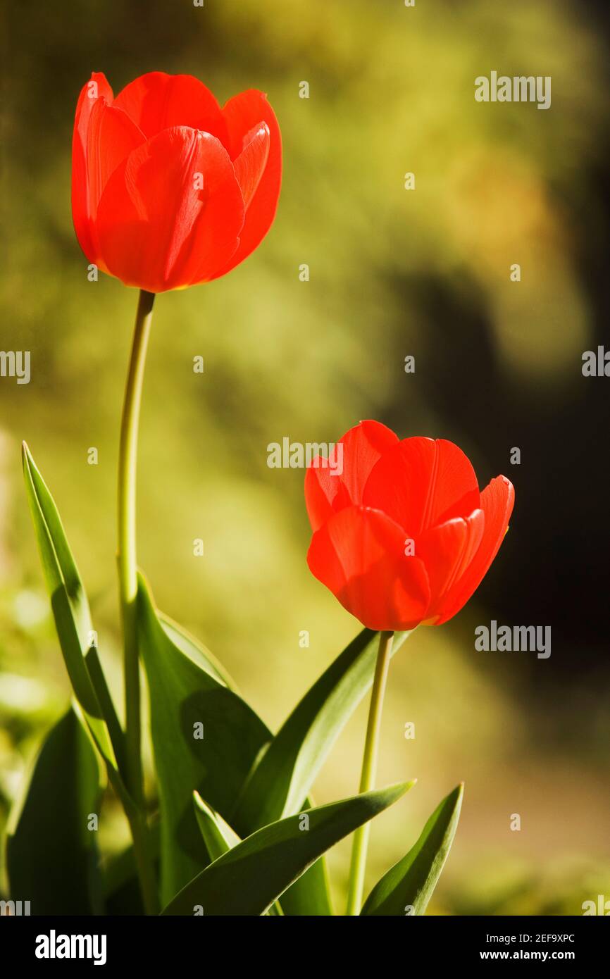 Two color tulip field hi-res stock photography and images - Alamy