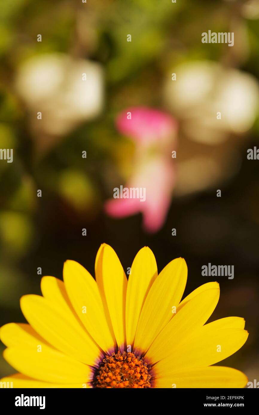 Selective daisy in field hi-res stock photography and images - Alamy