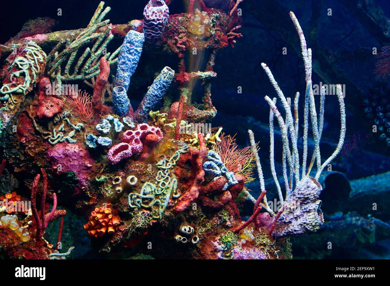 Beauty of underwater flora hi-res stock photography and images - Alamy