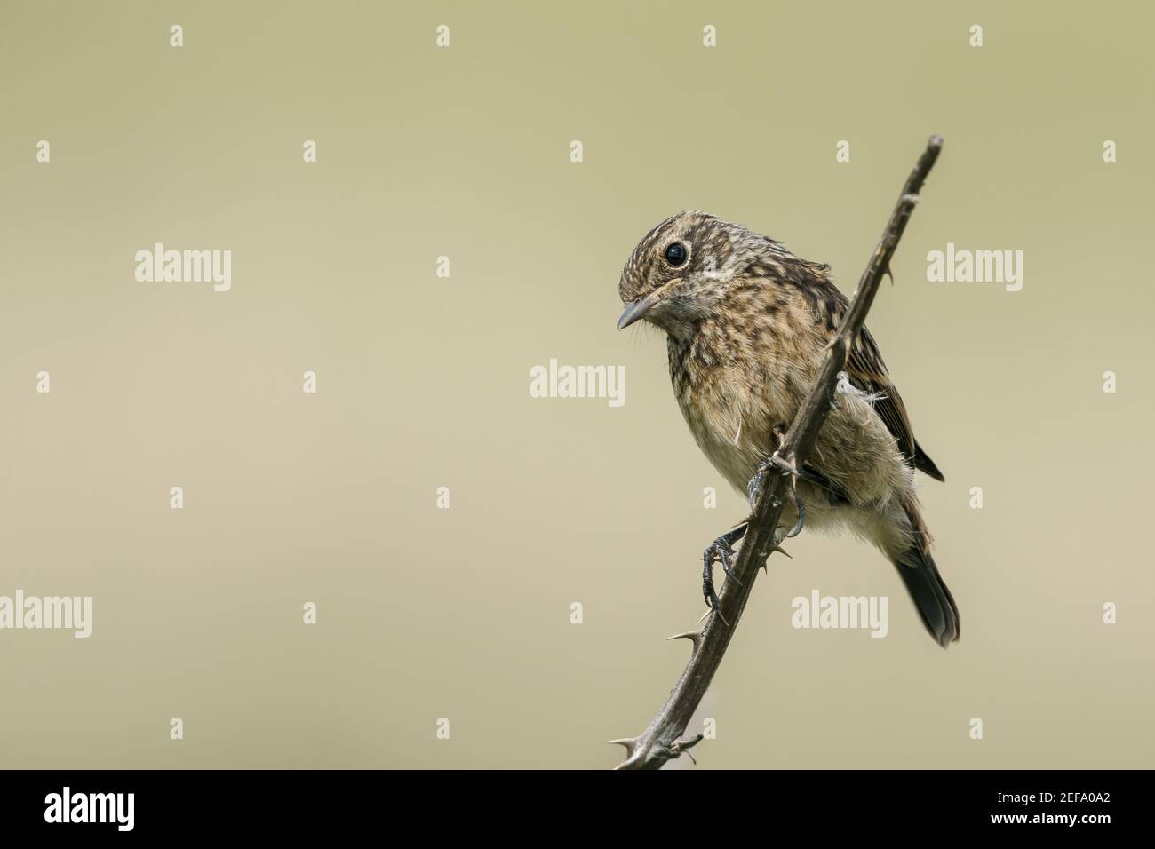 Juvenile Stonechat High Resolution Stock Photography and Images - Alamy