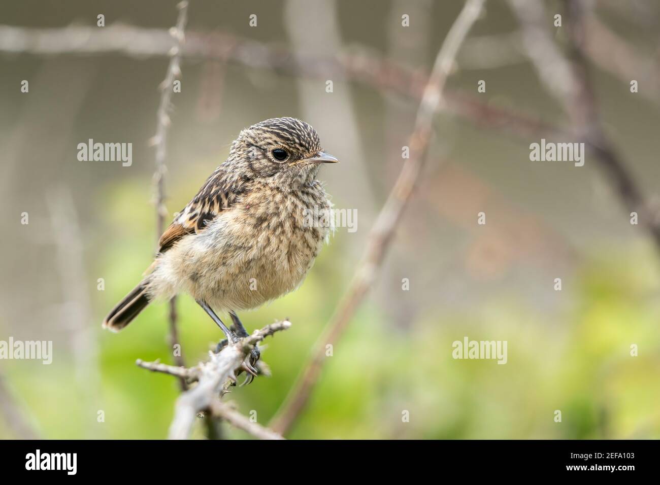 Juvenile Stonechat High Resolution Stock Photography and Images - Alamy